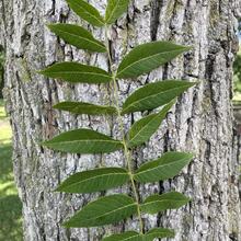 Plant Communities | CMP Tree Selection Tool